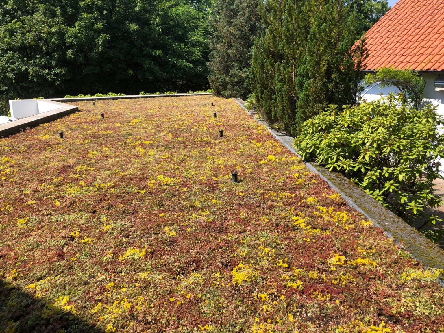 Sedumtag fremtidens klimavenlige tagløsninger | Sedumtag.dk